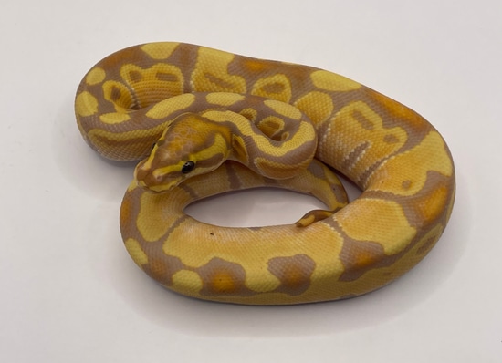 Banana Cinnamon Calico 50% Het Hypo/Clown Ball Python by Ben Huitt