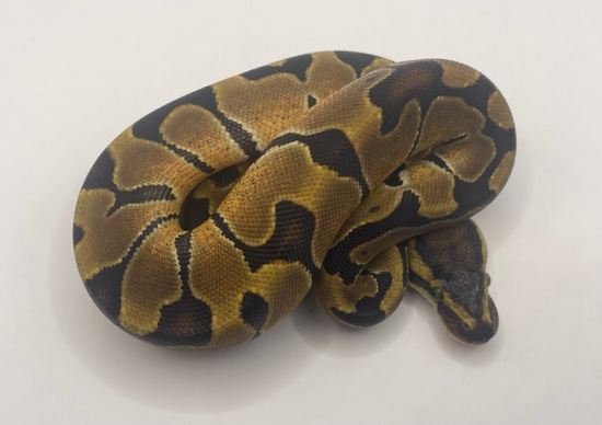 Enchi 50% Het Clown Ball Python by Ben Huitt