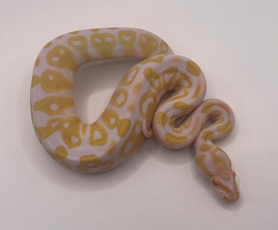 Mojave Albino Ball Python by Ben Huitt