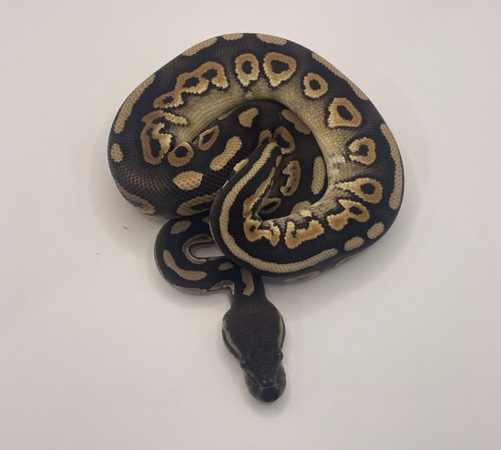 Cinnamon Mojave Ball Python by Ben Huitt