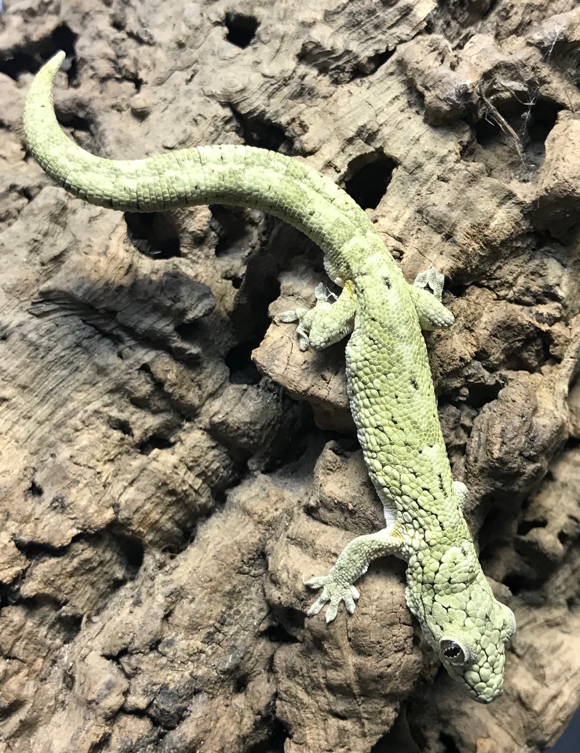 Young Male E. Vieillardi Eurydactylodes Gecko by New Creature Reptiles ...