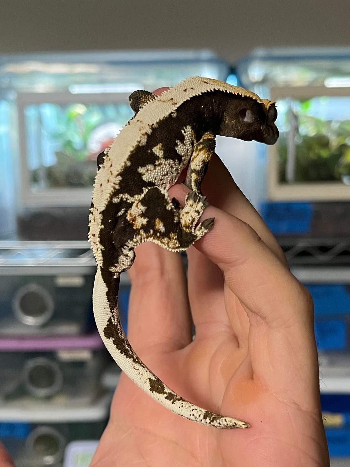 High White Crested Gecko by New Creature Reptiles - MorphMarket
