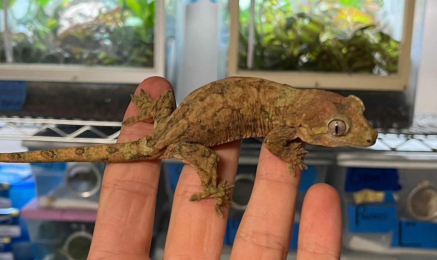Mainland Unsexed Chahoua Gecko by New Creature Reptiles - MorphMarket