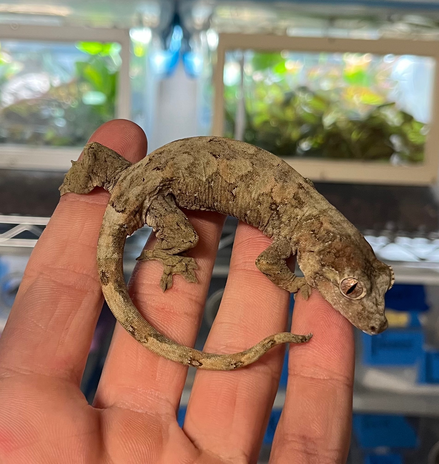 Mainland Unsexed Chahoua Gecko by New Creature Reptiles - MorphMarket