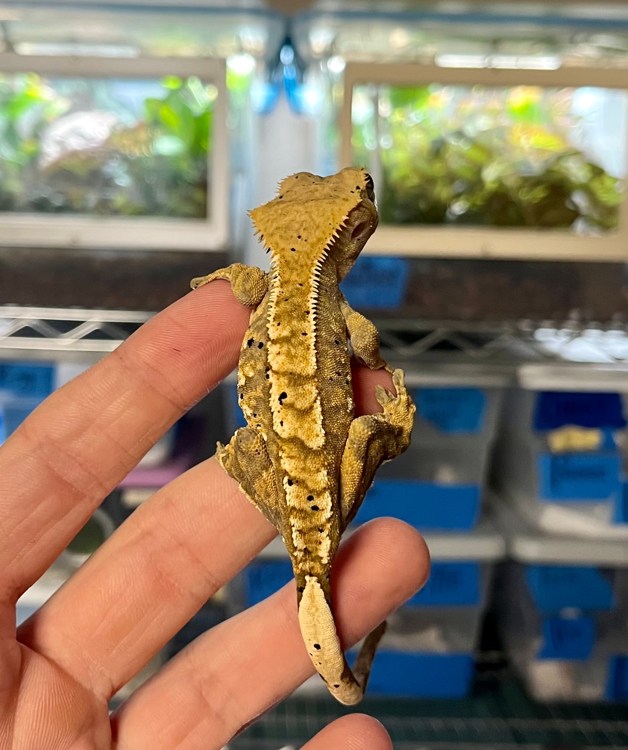 Pattern Dalmatian Crested Gecko by New Creature Reptiles - MorphMarket