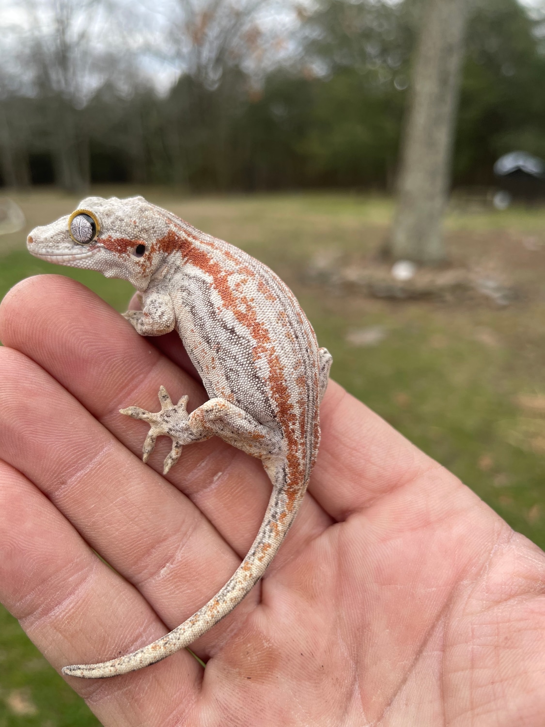 Red Stripe Gargoyle Gecko by New Creature Reptiles - MorphMarket