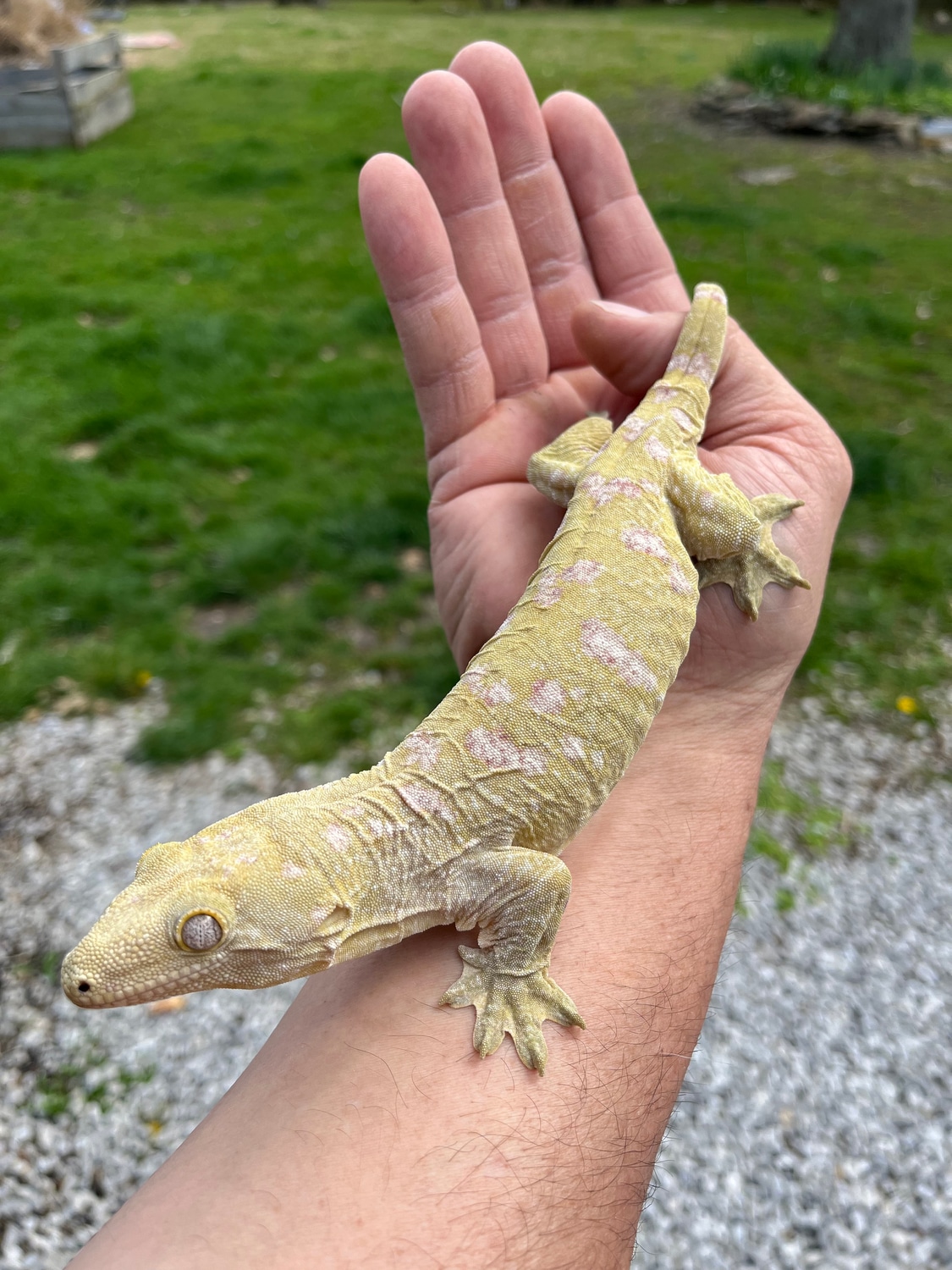 Nuu Ami X Pine Island High Pink Leachianus Gecko by New Creature ...