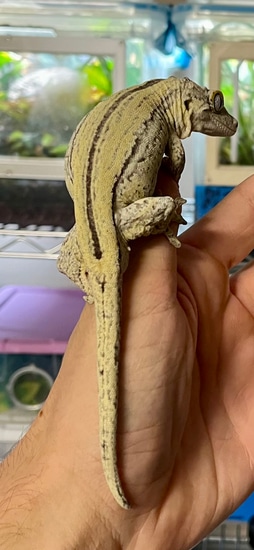 Ringo- Black And White/yellow Gargoyle Gecko by New Creature Reptiles