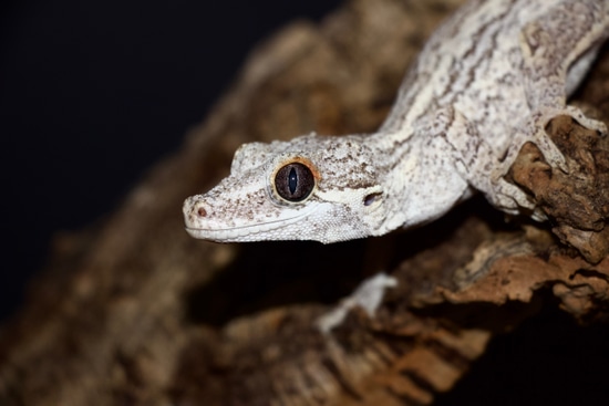 Phantom Eye RTB White Stripe Gargoyle Gecko by New Creature Reptiles