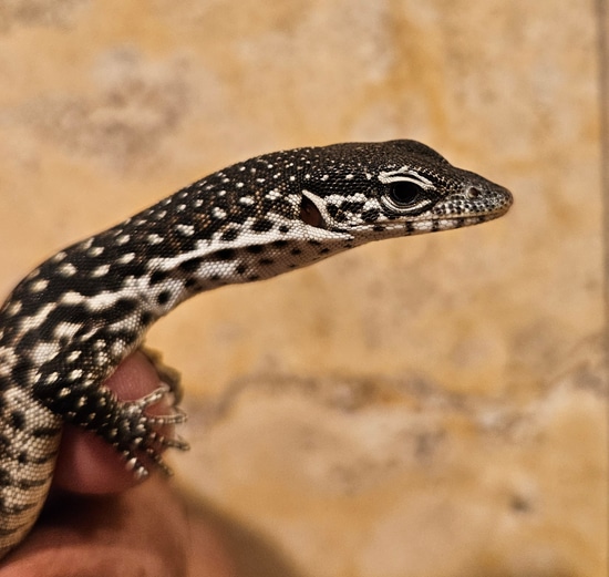 3 Varanus Similis CB Babies Other Monitor by New Empire Dragons