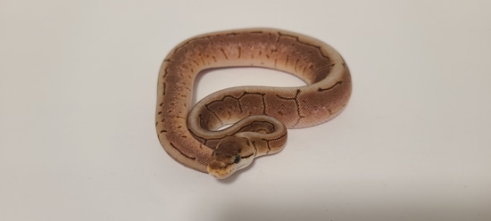 Spinner Ball Python by New England Ball Python