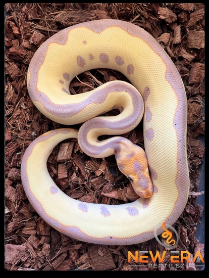 Leopard Coral Glow Clown Ball Python by New Era Reptilez