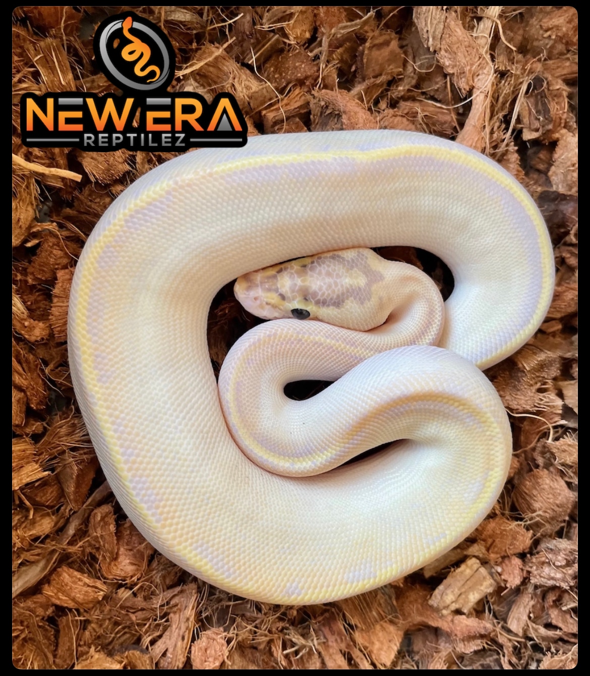 Ivory Het Pied Ball Python by New Era Reptilez - MorphMarket