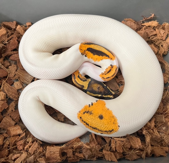 Orange Dream Yellow Belly Pied Ball Python by New Era Reptilez