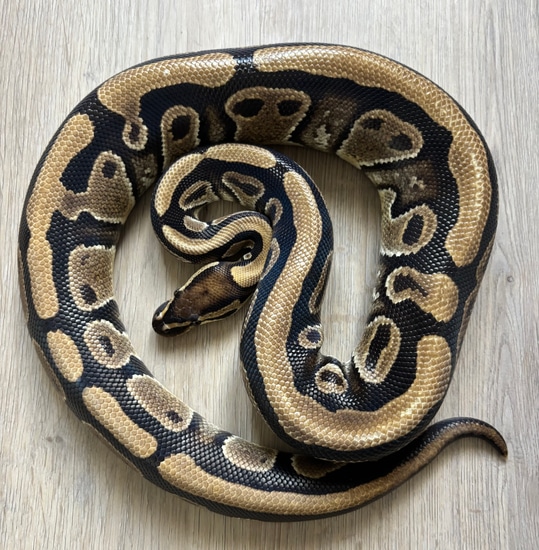Harlequin Het Clown Ball Python by New Era Reptilez