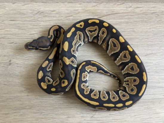 Black Head Hypo Ball Python by New Era Reptilez