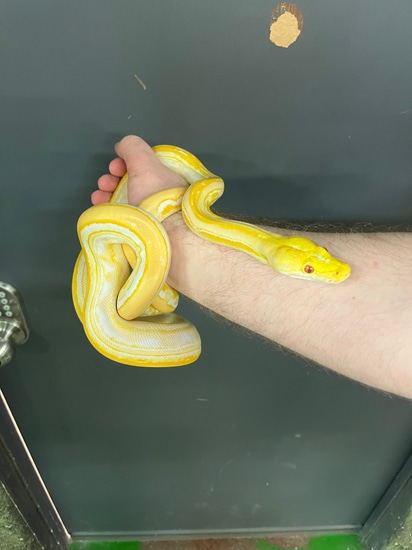 Albino G-stripe Sunfire Reticulated Python by New Jersey Exotics