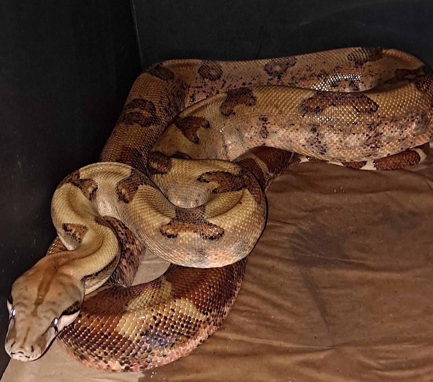 Super Hypo Het Blood Boa Constrictor by Serpents & Exotics - MorphMarket