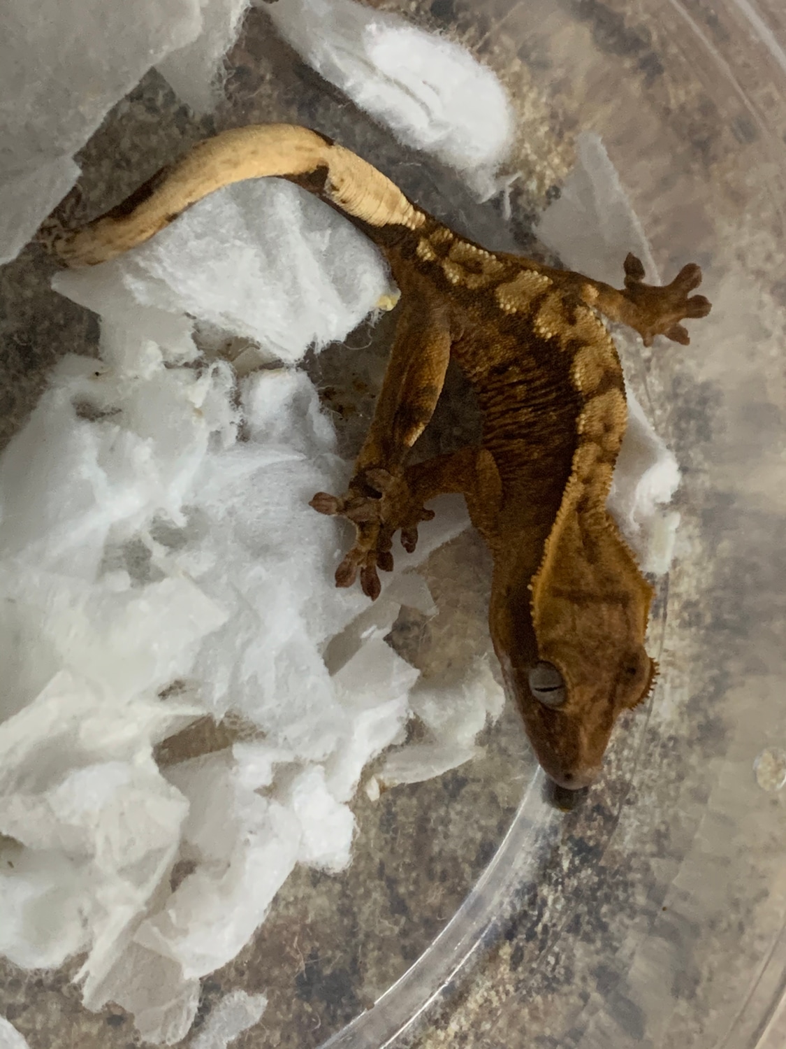 Flame Crested Gecko by New Moon Reptiles, LLC - MorphMarket