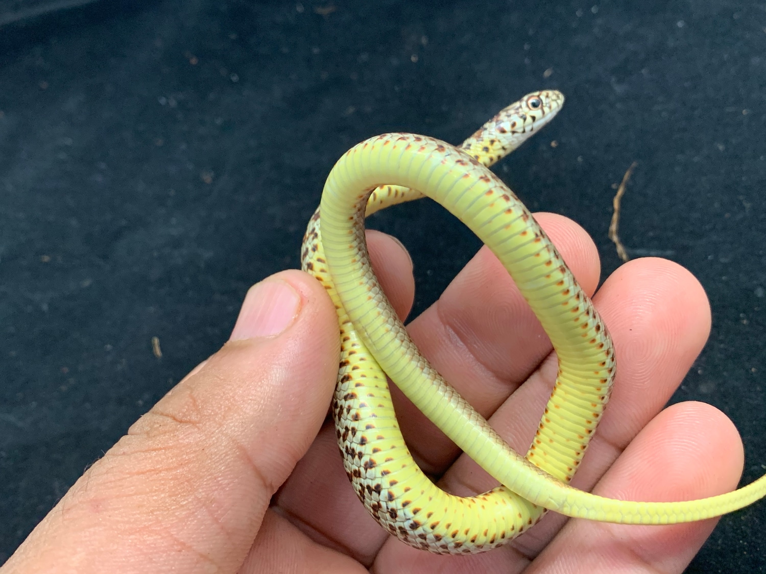 Black Race Yellow Belly CB (Coluber Constrictor) More Colubrid by New ...