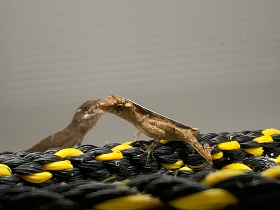 Copper Anoles by New Moon Reptiles, LLC