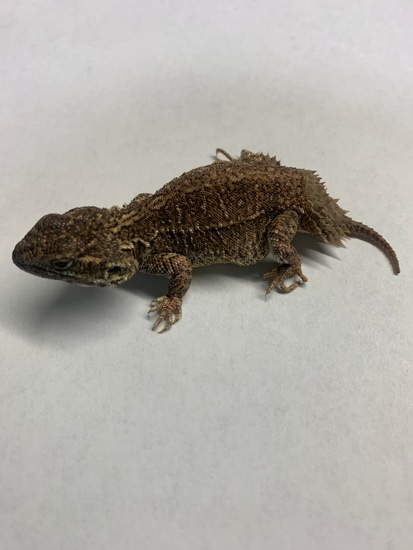 Shield Tail Agama More Lizard by New Moon Reptiles, LLC