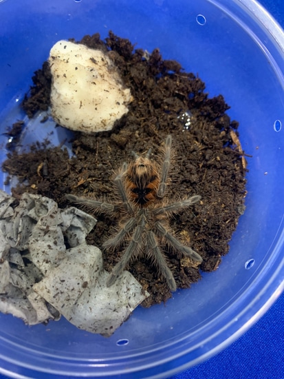 Ecuadorian Red Bloom CB Tarantula by New Moon Reptiles, LLC