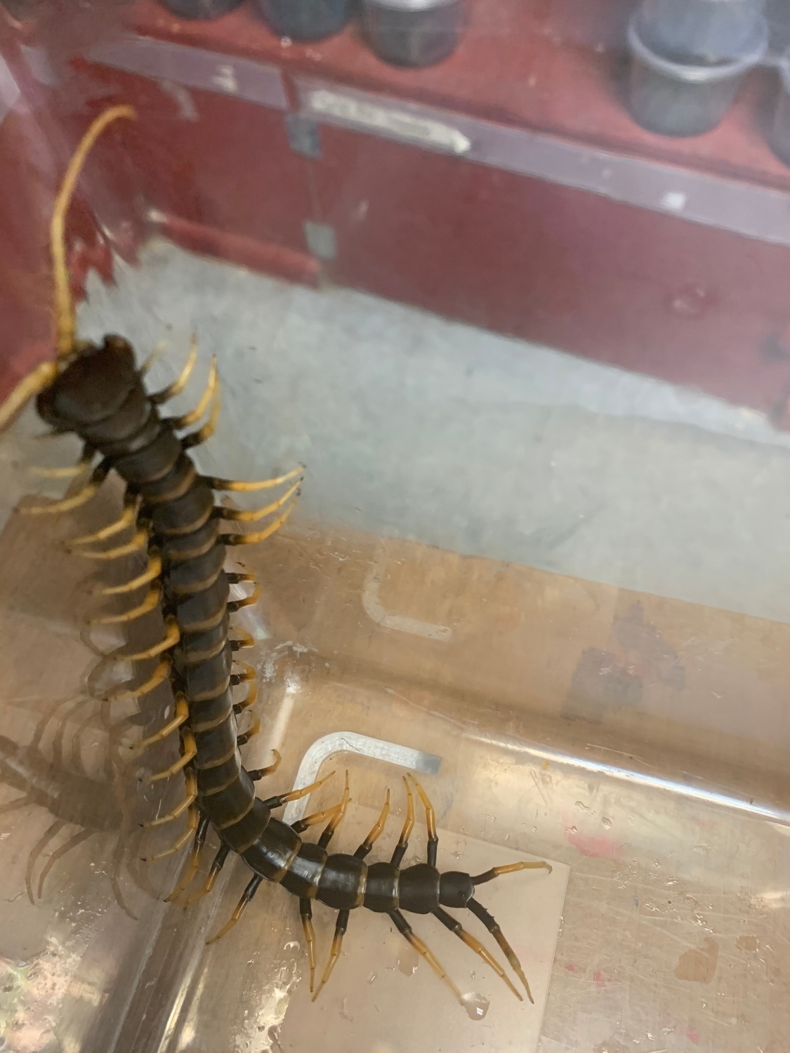 Sulawesi Tiger Centipede by New Moon Reptiles, LLC - MorphMarket