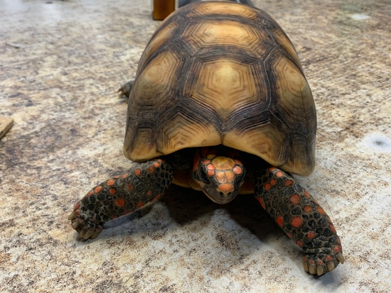 Hypo Redfoot Red-Footed Tortoise by New Moon Reptiles, LLC