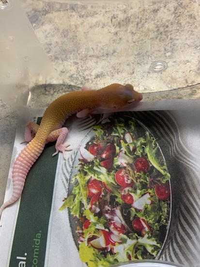 Raptor Snake Eyes Leopard Gecko by New Moon Reptiles, LLC