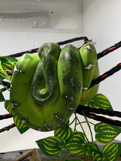Emerald Tree Boa Northern Emerald Tree Boa by New Moon Reptiles, LLC