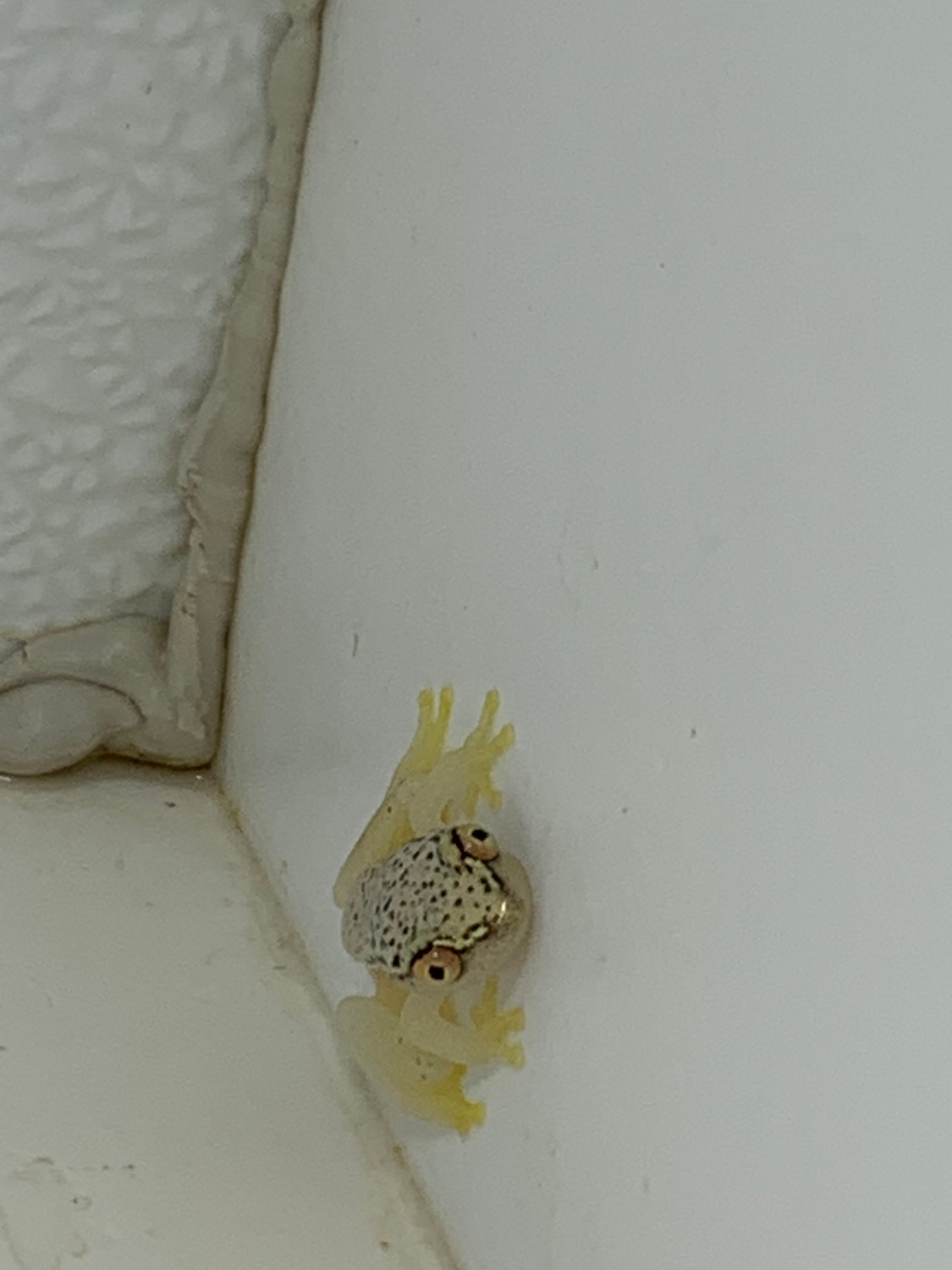 Starry Night Reed Frog Cb Other Tree Frog by New Moon Reptiles, LLC ...