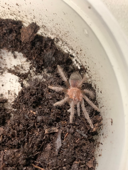 Curly Hair Tarantula CB (Spiderling) by New Moon Reptiles, LLC