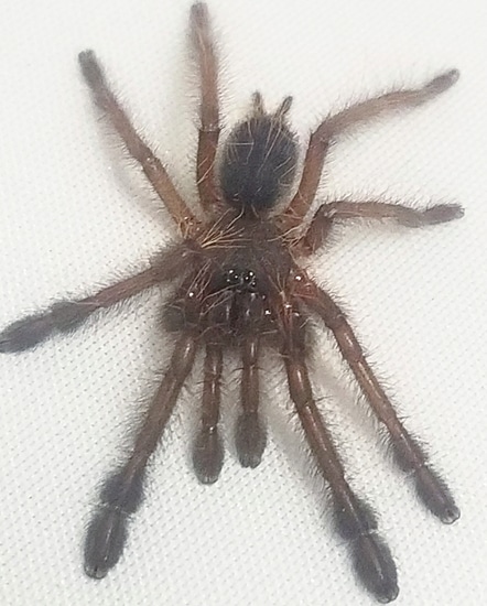 Sarawak Earth Tiger Tarantula CB by New Moon Reptiles, LLC