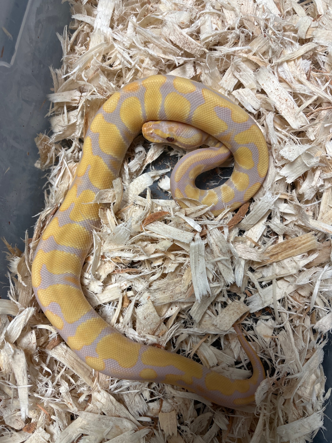 Candy Ball Python by New Moon Reptiles, LLC - MorphMarket