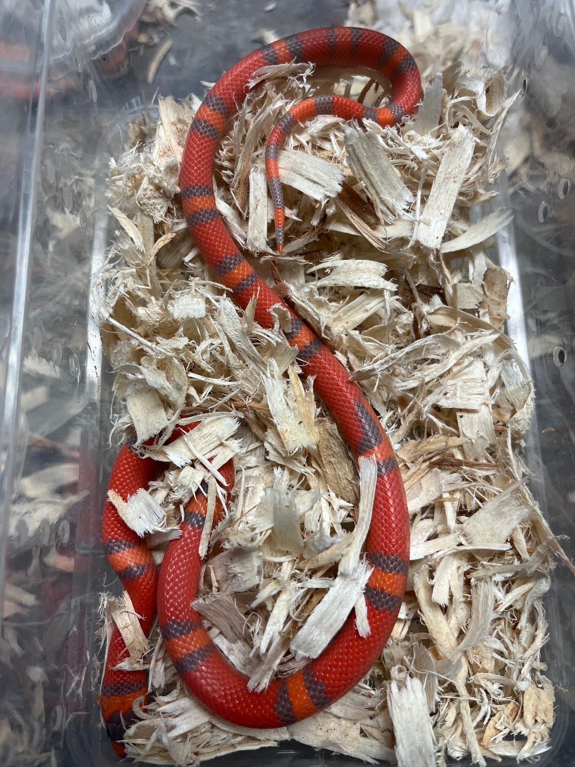 Mega Extreme Hypo Tangerine Honduran Milk Snake by New Moon Reptiles ...