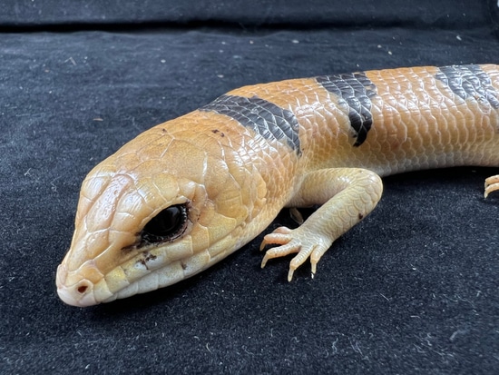 Peters Banded Skink Other Skink by New Moon Reptiles, LLC