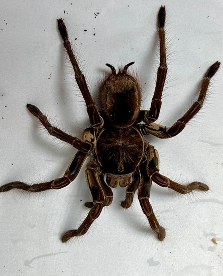 Burgundy Goliath Bird Eater Tarantula by New Moon Reptiles, LLC