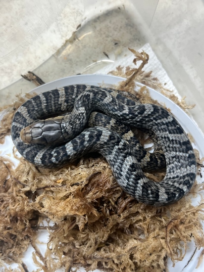 Yellow Tail Cribo CB Cribo & Indigo Snakes by New Moon Reptiles, LLC