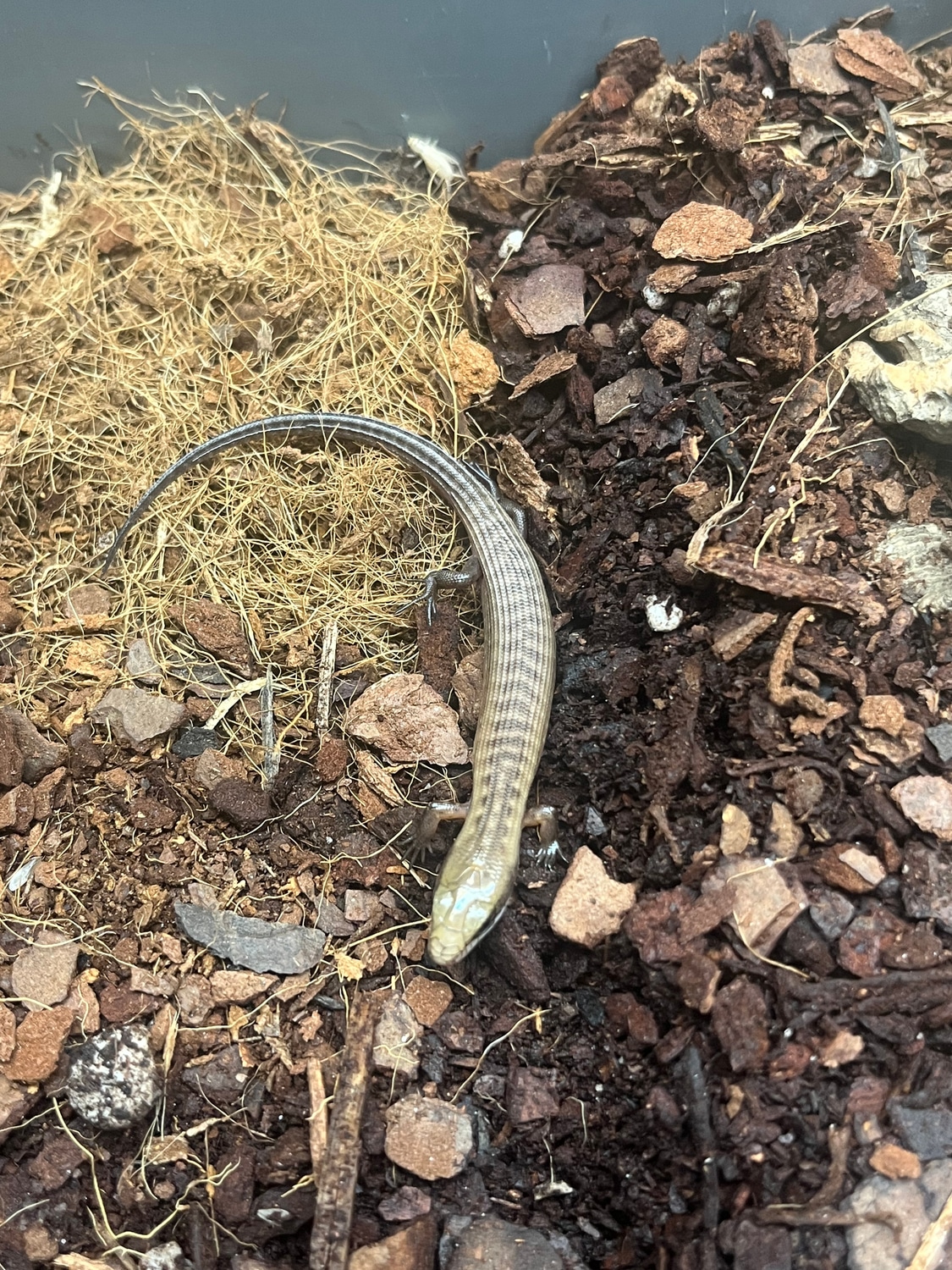 Giant Haitian Galliwasp CBB Other Lizard by New Moon Reptiles, LLC ...