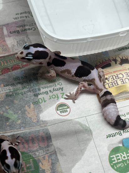 White Out Het Oreo Caramel Ghost African Fat-Tailed Gecko by New Moon ...