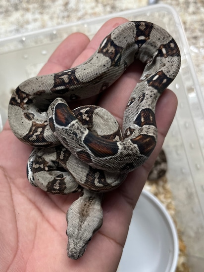 Sonoran Boa Boa Constrictor by New Moon Reptiles, LLC