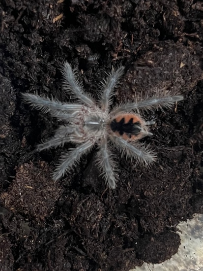 Brazilian Pink Bloom Tarantula CB by New Moon Reptiles, LLC