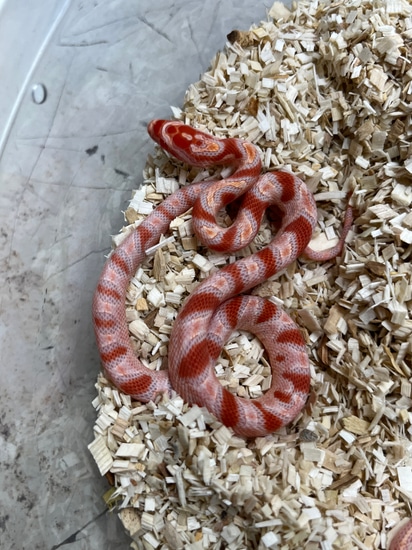 Candy Cane Corn Snake by New Moon Reptiles, LLC