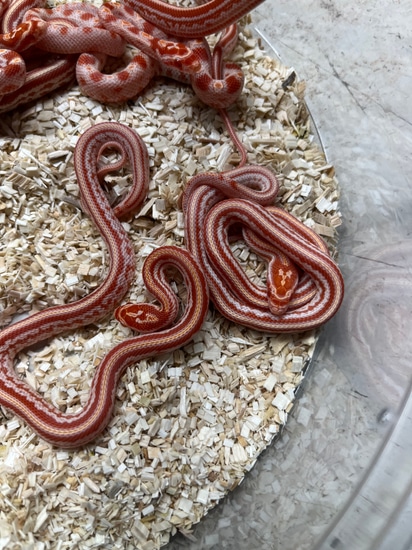 Candy Cane Tessera Corn Snake by New Moon Reptiles, LLC