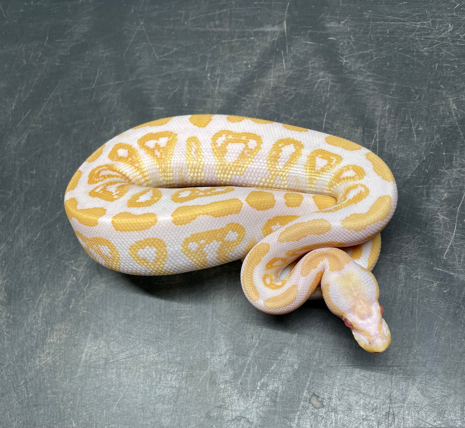 Albino Black Pastel Ball Python by NEW Reptiles - MorphMarket