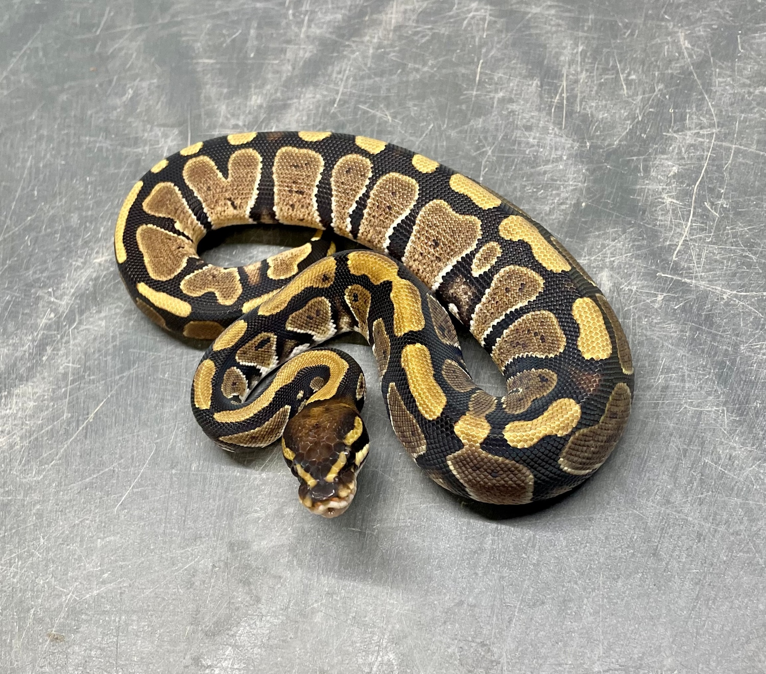 Double Het Hypo Piebald Ball Python by NEW Reptiles - MorphMarket