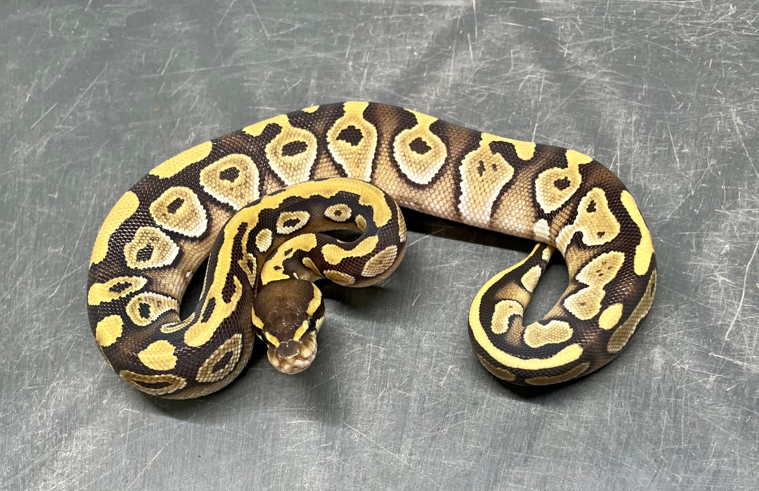 Mojave Vanilla Ball Python by NEW Reptiles - MorphMarket