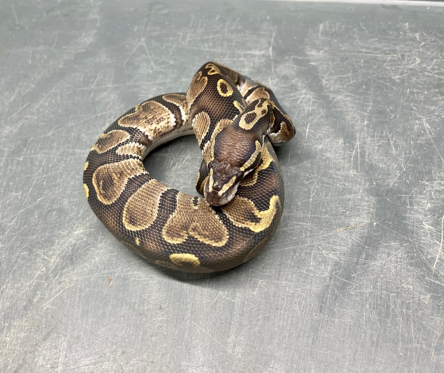GHI Double Het Hypo Pied Ball Python by NEW Reptiles - MorphMarket