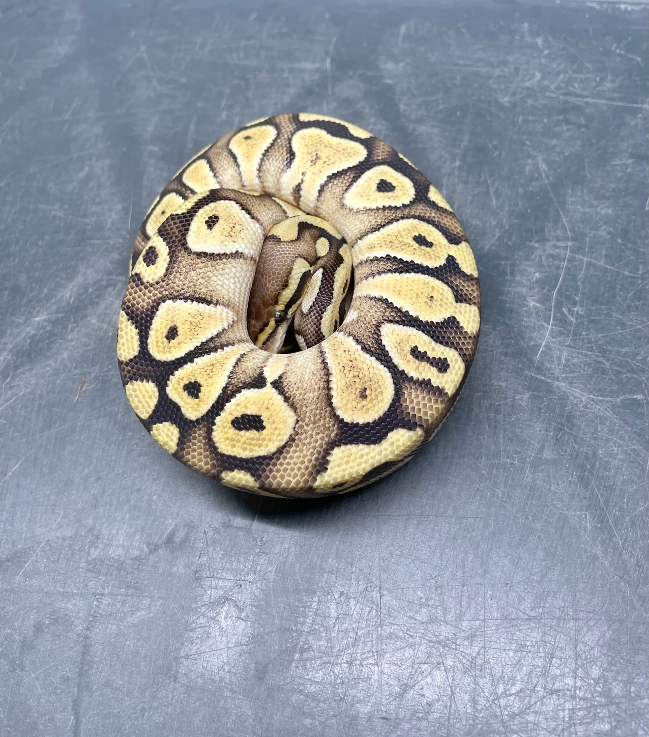 Pastel Mojave Vanilla Ball Python by NEW Reptiles - MorphMarket